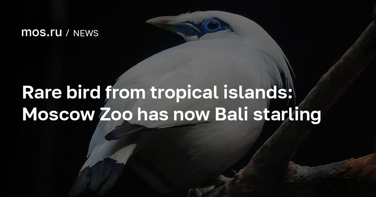 Rare bird from tropical islands: Moscow Zoo has now Bali starling ...